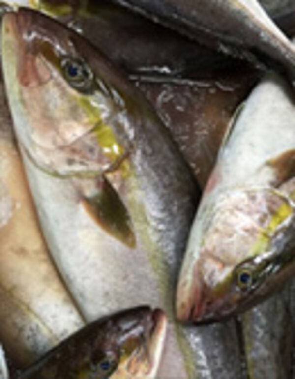 Fresh fishery products: Cosmofish
