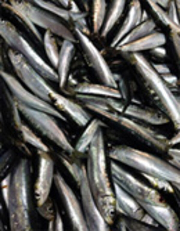 Fresh fishery products: Cosmofish