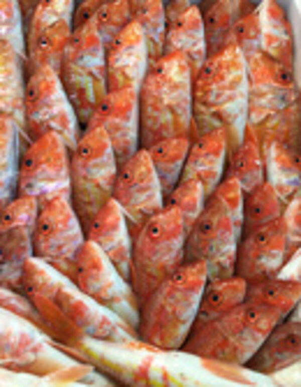 Fresh fishery products: Cosmofish