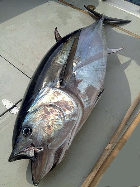 Cosmofish: Τόνος ερυθρός (THUNNUS THYNNUS)