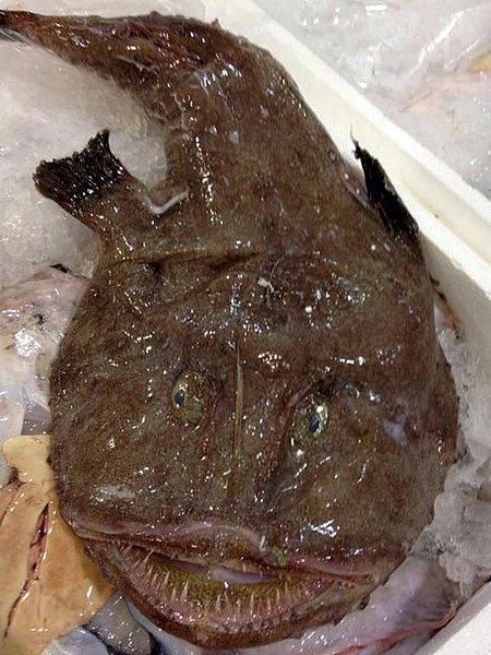 Cosmofish: Monkfish (LOPHIUS PISCATORUS)